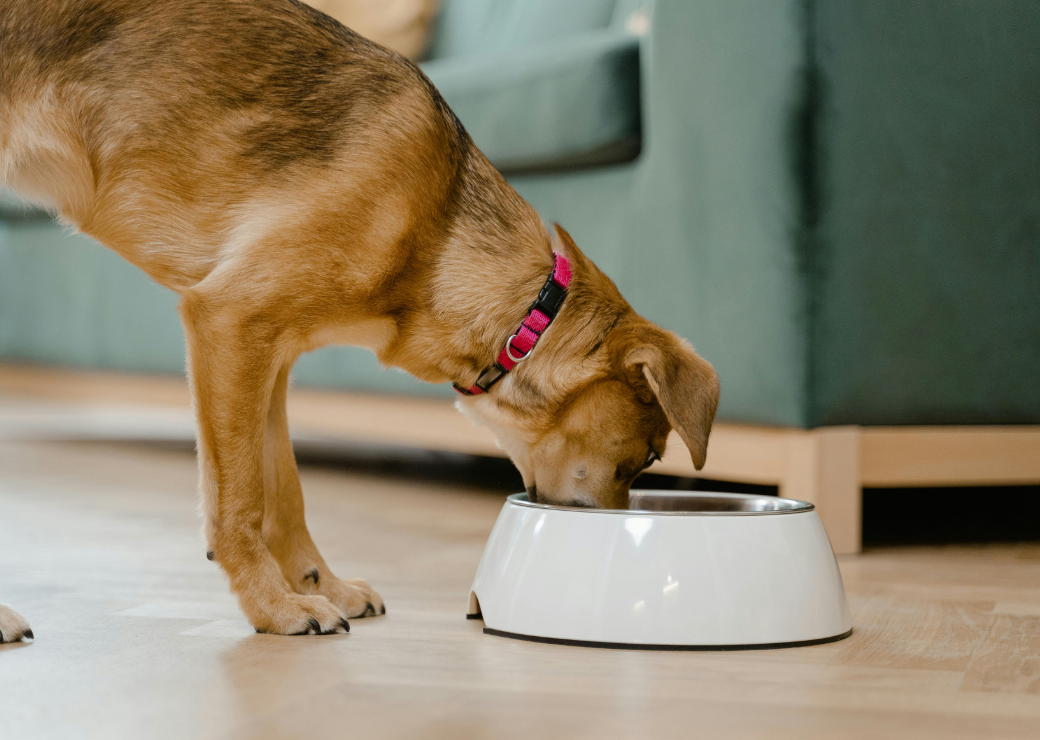 Is there a best way to feed your dog? – Ferguson's Treatos