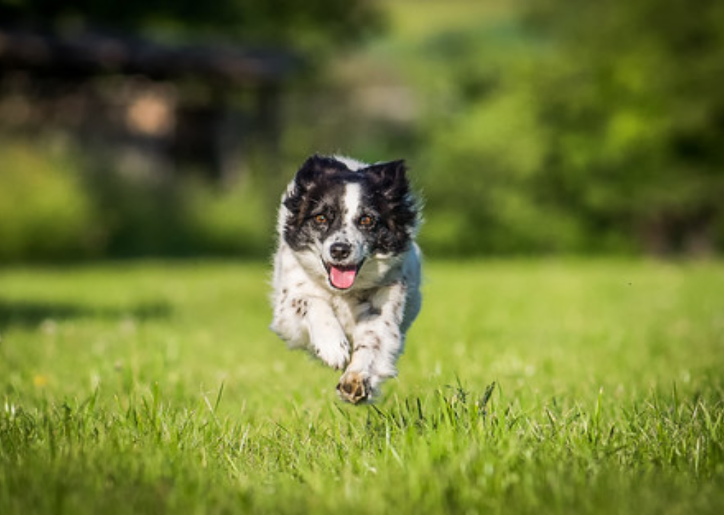 Top 5 Summer Activities for Families and Their Dogs – Ferguson's Treatos