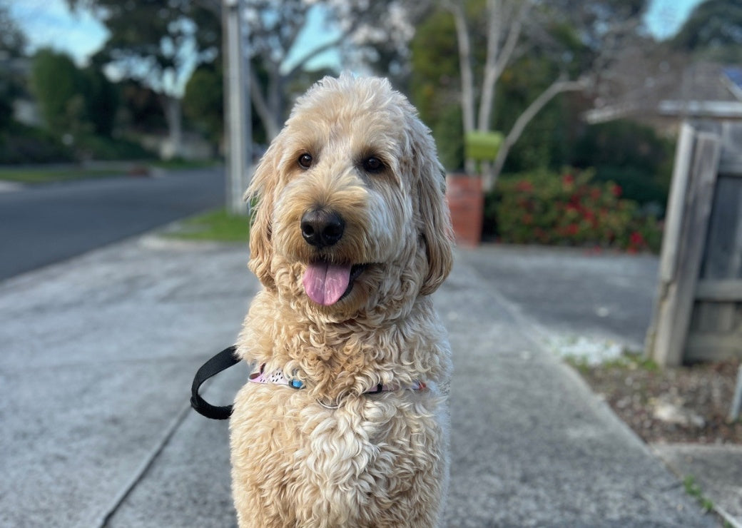 What It’s Like Owning an Oodle: Life with Fergus – Ferguson's Treatos